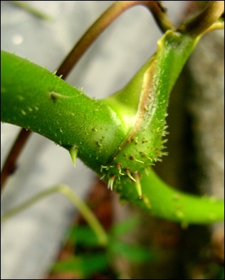 緑の道: 006. Kent Ridge (6th Feb 2009) - Backyard Bounty